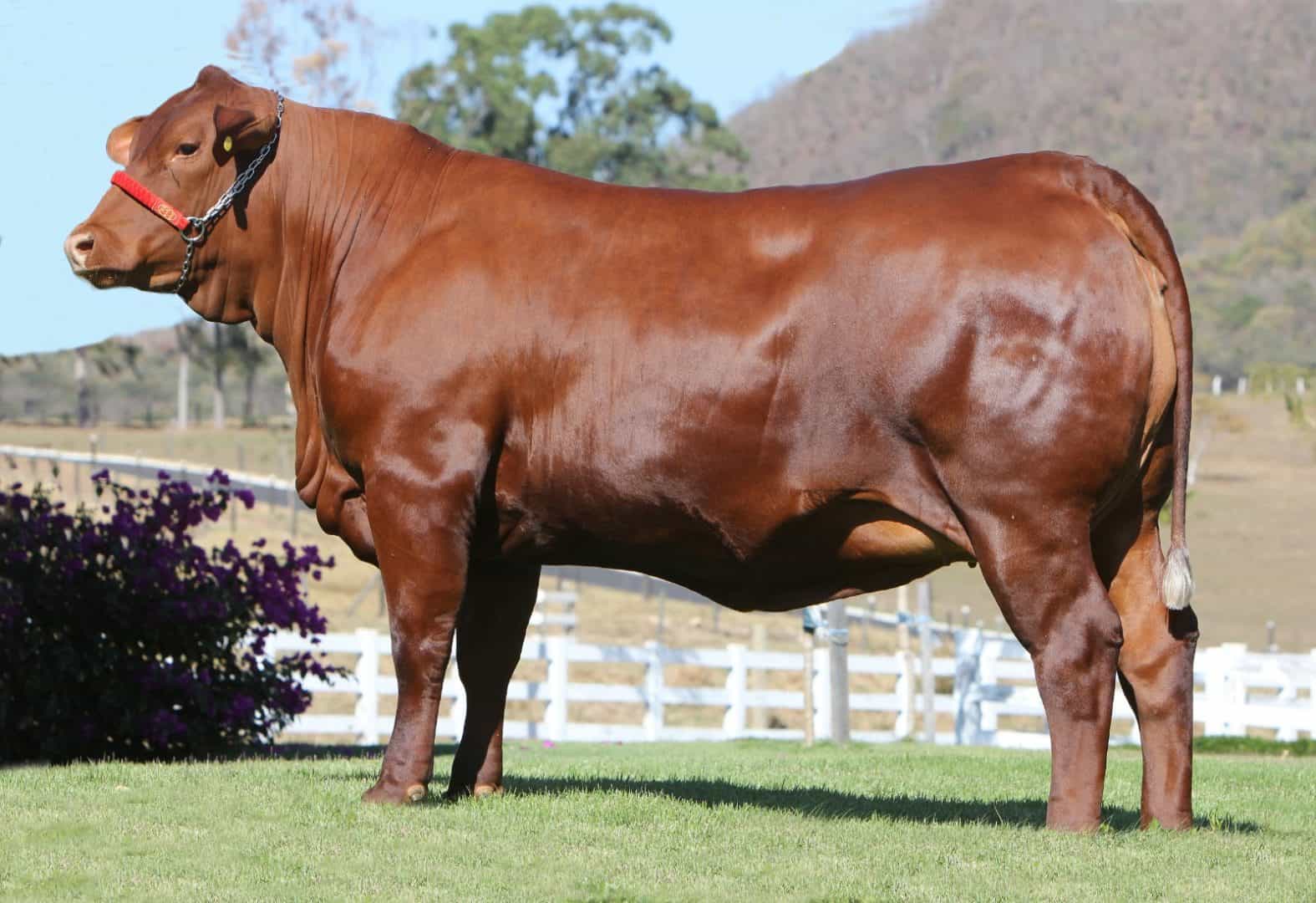 Senepol da Barra realiza primeiro leilão elite - Senepol da Barra