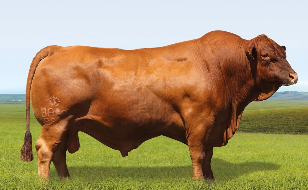 Tudo Sobre o Senepol: uma das raças bovinas que mais cresce!