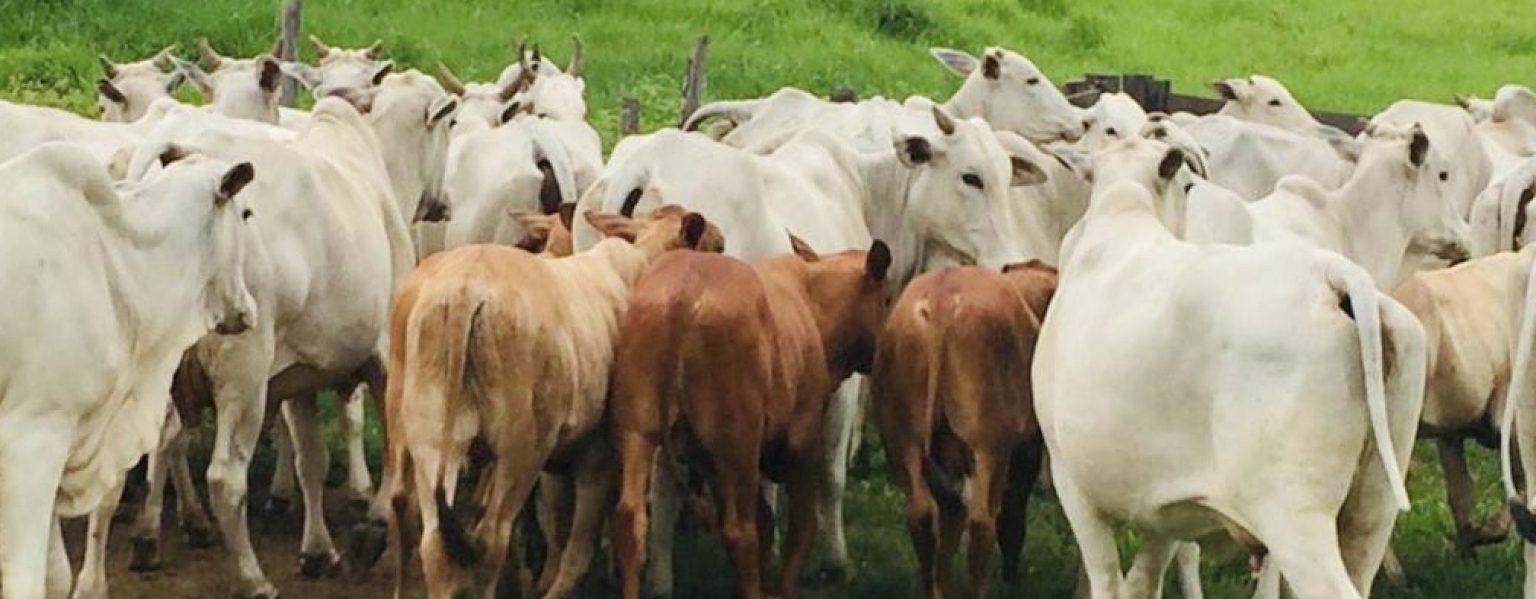 Tudo Sobre o Senepol: uma das raças bovinas que mais cresce!
