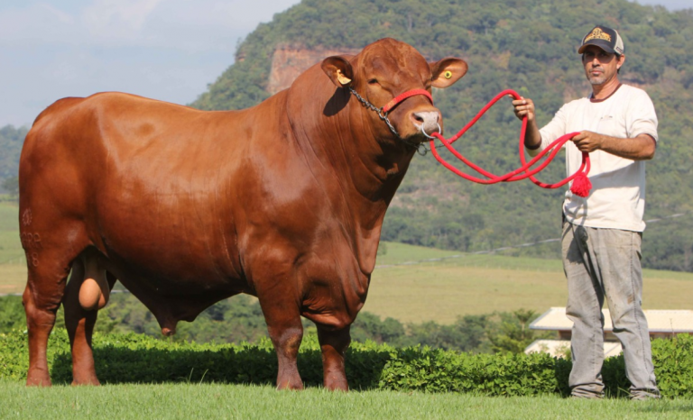 Touro Senepol no Senepol da Barra: entenda como é nossa criação e ...