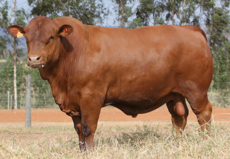 Touro Senepol: conheça os Touros de central do Senepol da Barra