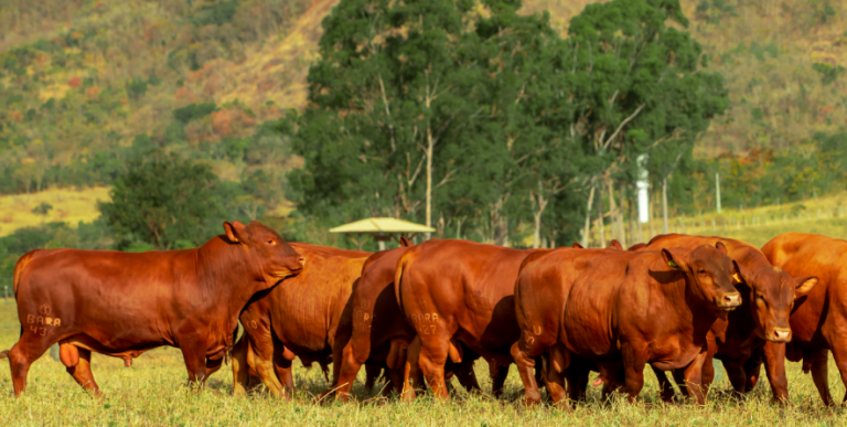 Touro Senepol: conheça os Touros de central do Senepol da Barra