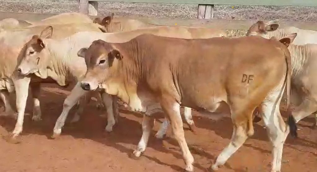 Agrishow 2018 mostrou a raça senepol para o Brasil - Senepol da Barra