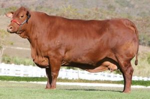 Senepol à Venda - Veja Tudo que Você Precisa Saber