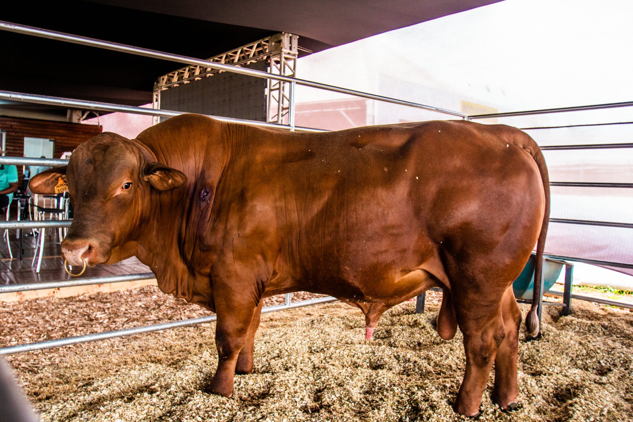 Senepol à Venda - Veja Tudo que Você Precisa Saber
