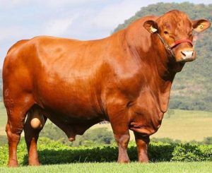 Senepol à Venda - Veja Tudo que Você Precisa Saber