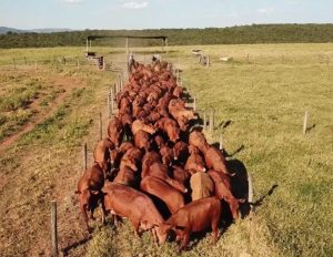 Bezerro Senepol preço: desempenho que alavanca a pecuária brasileira!
