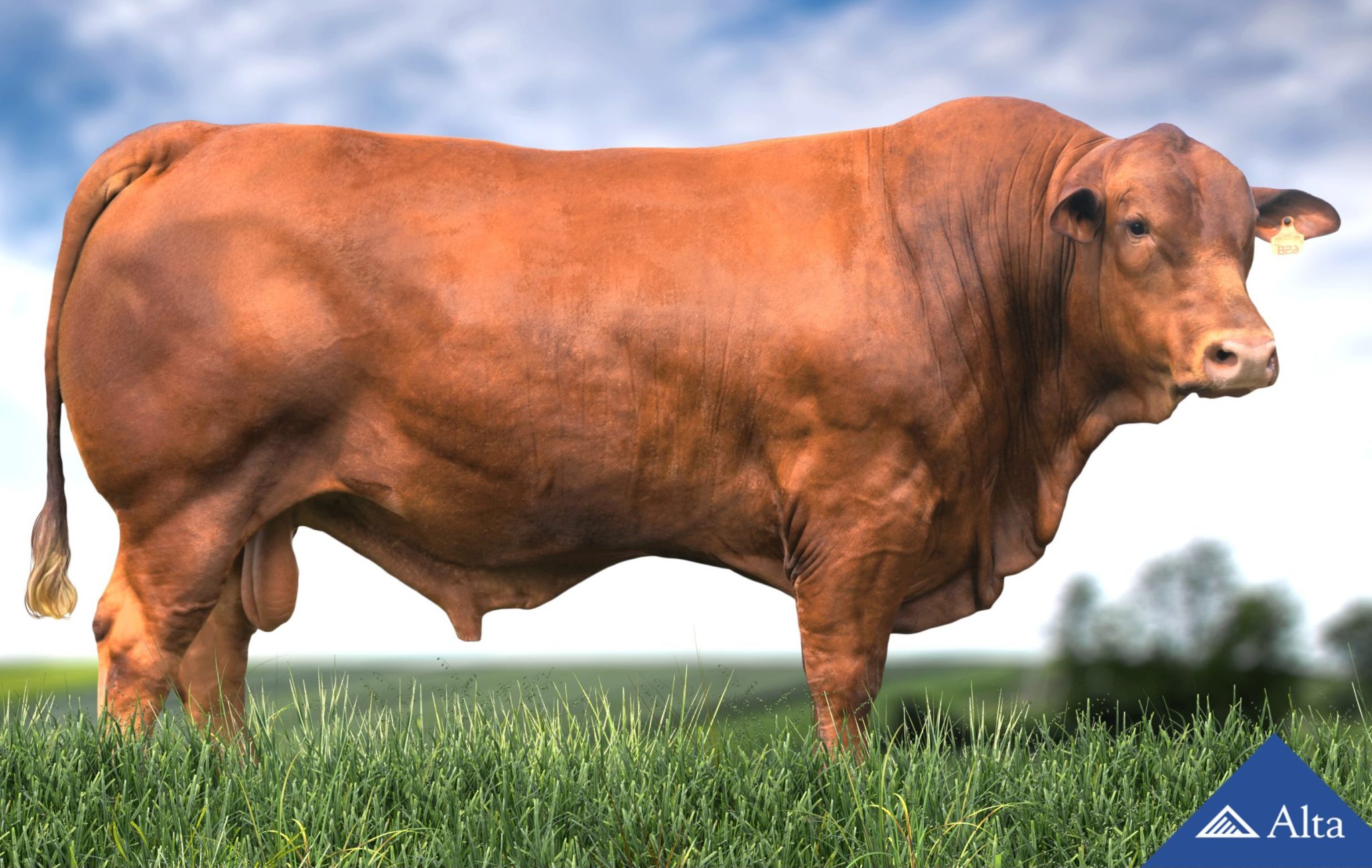 Sêmen Touro Senepol – Senepol da Barra