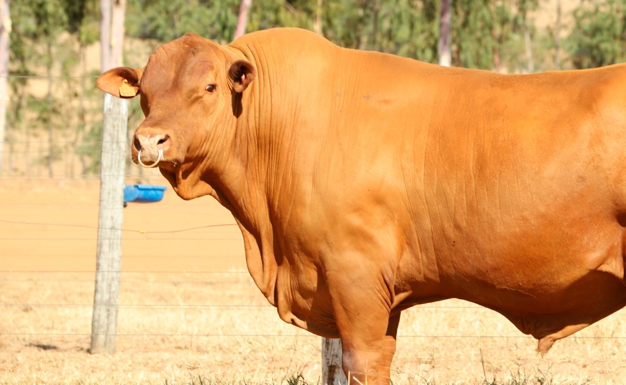 Hummer da Barra: caso de sucesso com milhares de doses vendidas