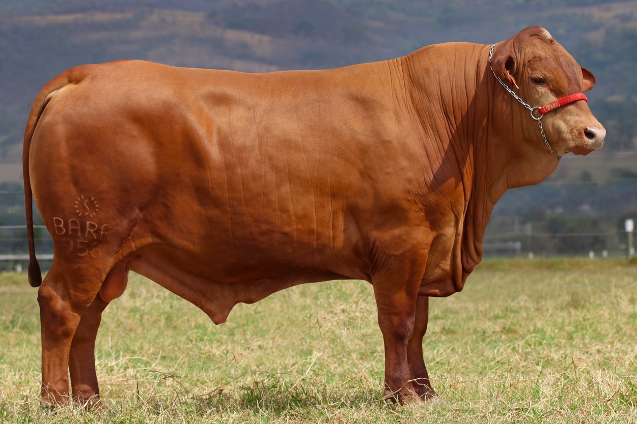 Touro Senepol Stark da Barra: contratado em 2023 pela Alta Genetics!