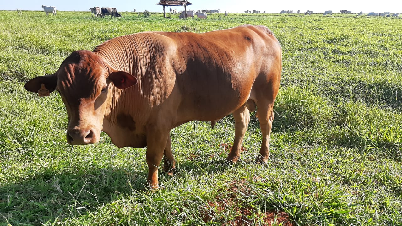 Senepol da Barra – Genética de Qualidade